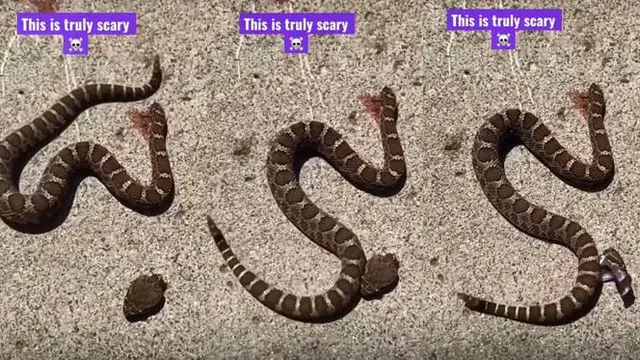 Viral, Ular Masih Bisa Menggigit Meski Kepalanya Sudah Putus Ini Bikin ...