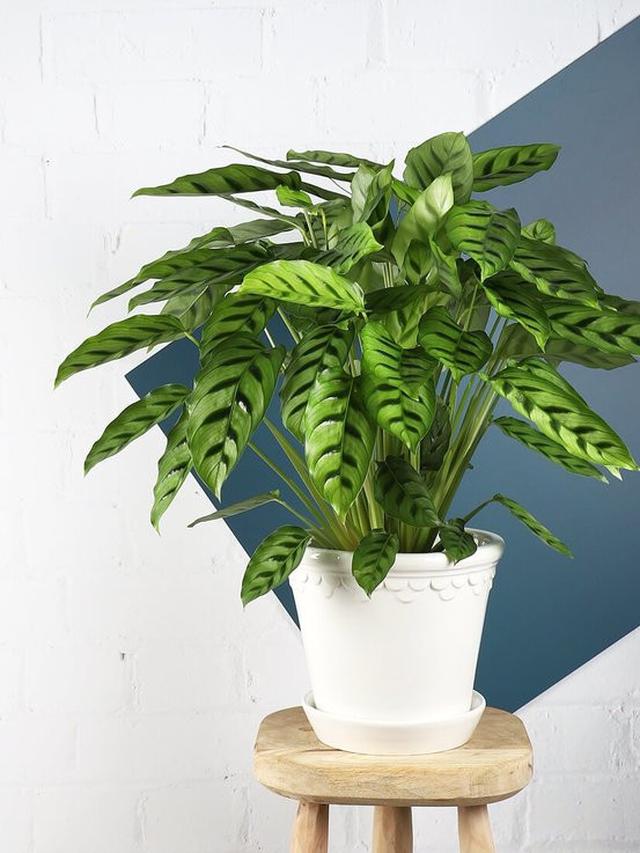 13 Jenis Calathea Populer yang Cocok untuk Dekorasi Ruang, Coraknya ...
