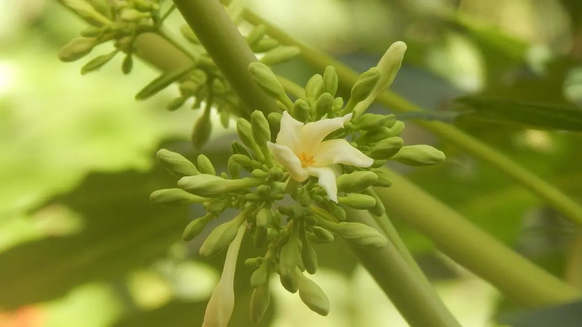 Berita teknik merebus bunga pepaya Hari Ini - Kabar Terbaru Terkini ...