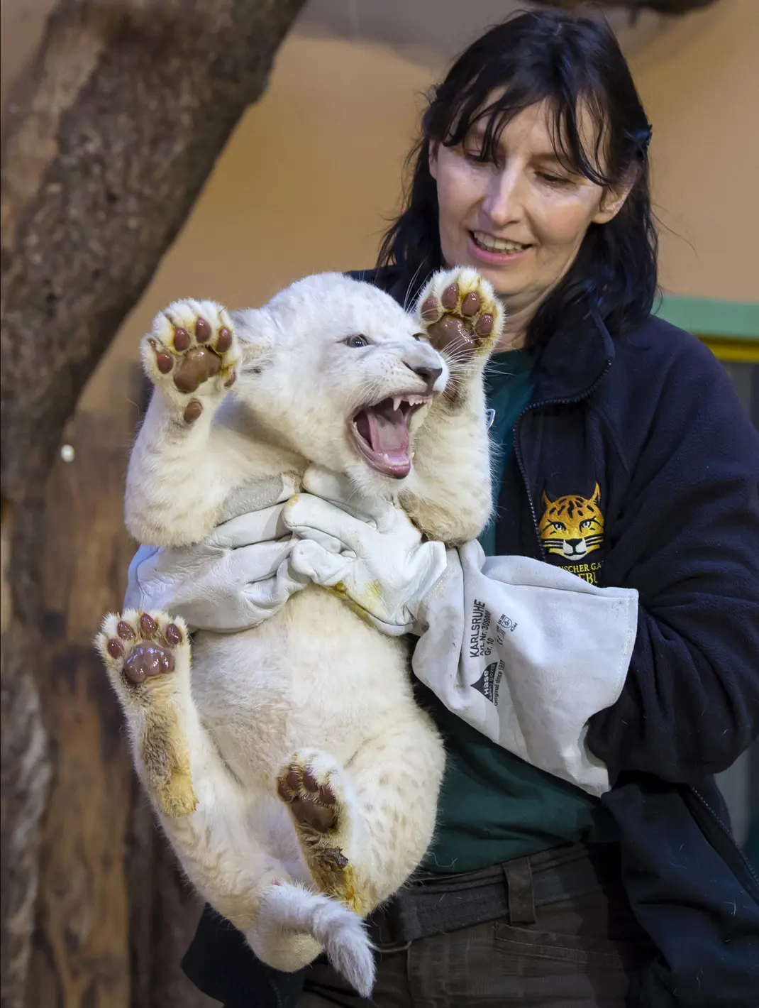 FOTO: 3 Bayi Singa Putih Langka Lahir di Jerman - Foto Liputan6.com