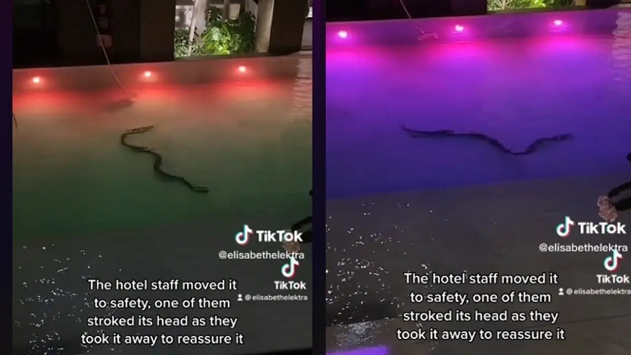 Viral Penampakan Ular di Kolam Renang Hotel Ini Bikin Merinding - Hot Liputan6.com
