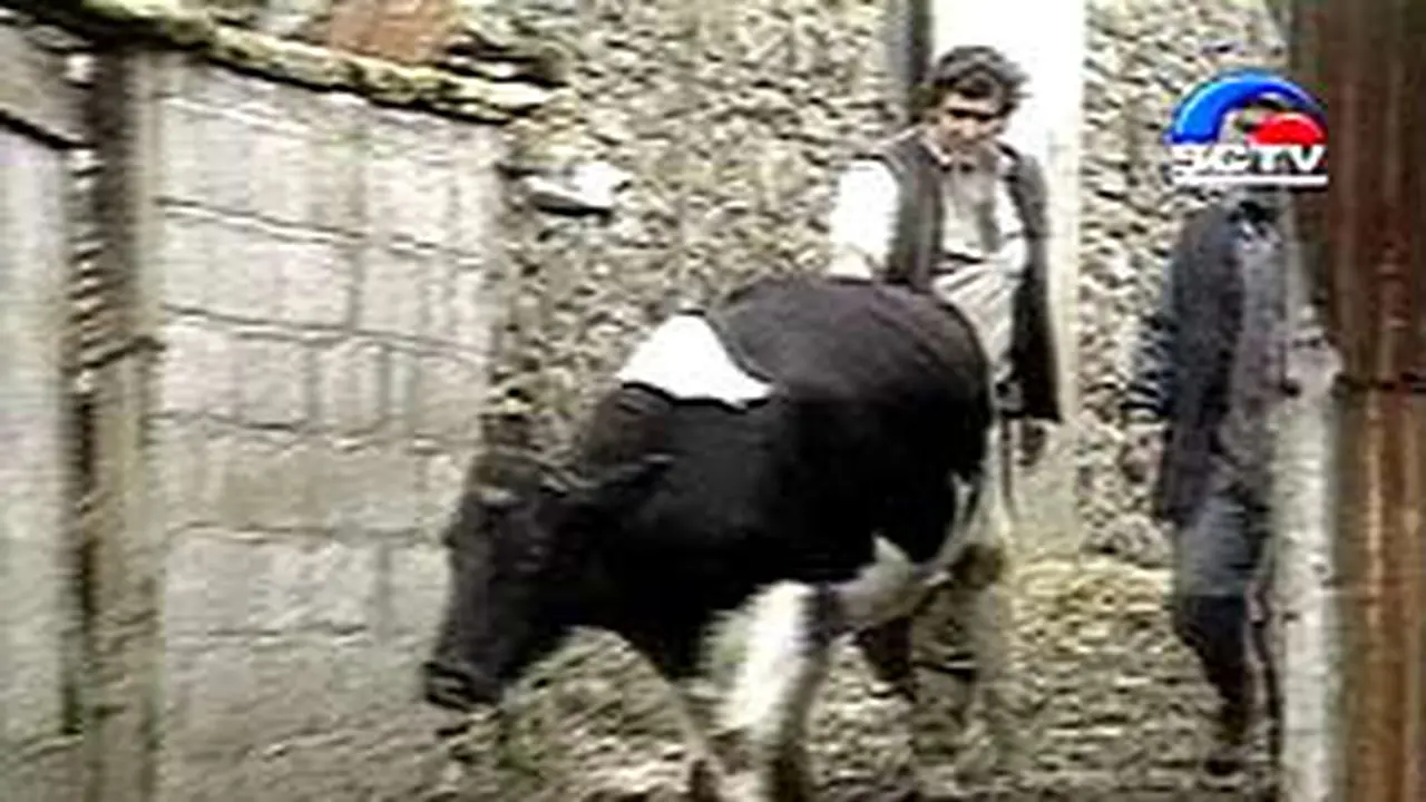 Penyakit Sapi Gila Menjangkiti Kambing - Global Liputan6.com