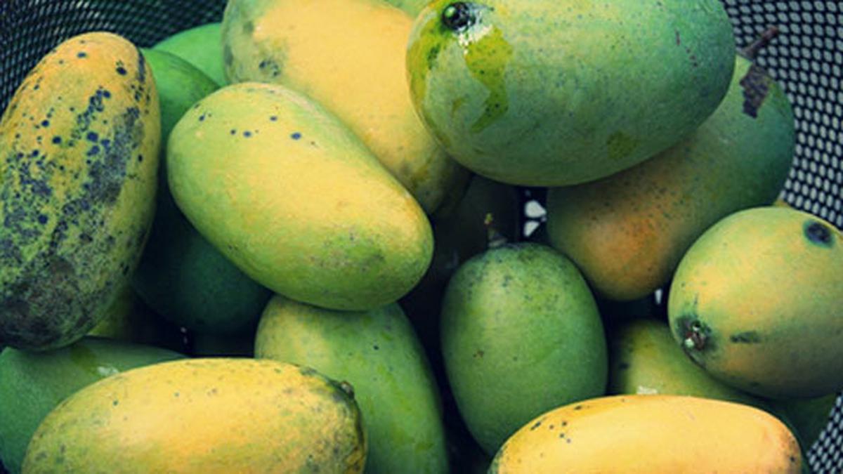 Cara Mudah Mematangkan Mangga Muda Di Rumah - Lifestyle Fimela.com