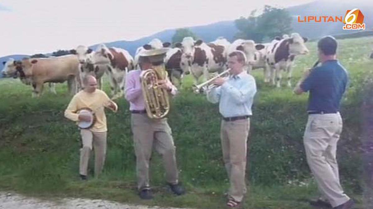 [VIDEO] Sapi-sapi Ini Hobi Dengarkan Musik Klasik - Global Liputan6.com