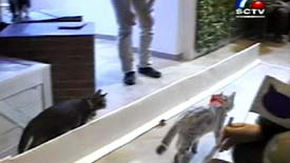 Lomba Atletik Kucing di Jepang Mengundang Tawa - Global Liputan6.com