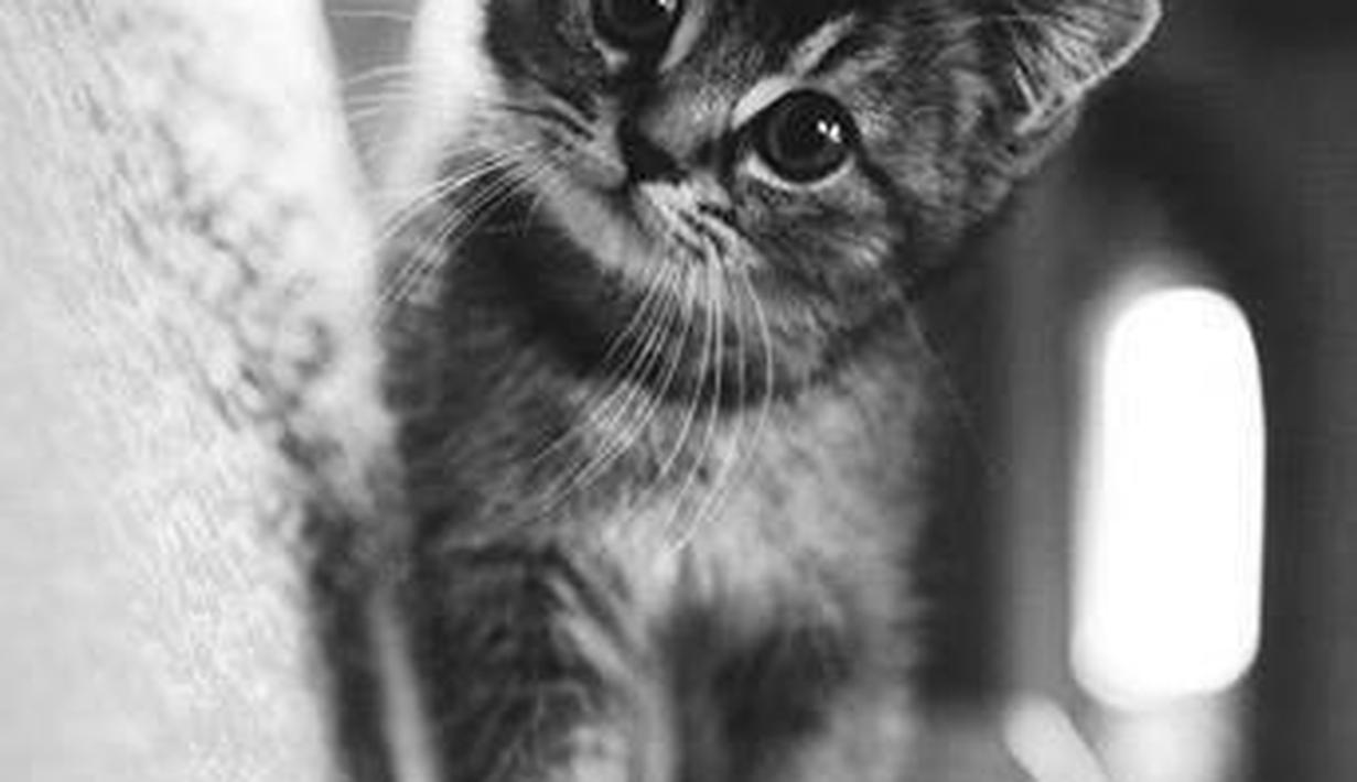 12 Ekspresi Kucing dan Makna dari Setiap Ekspresinya - Photo Fimela.com