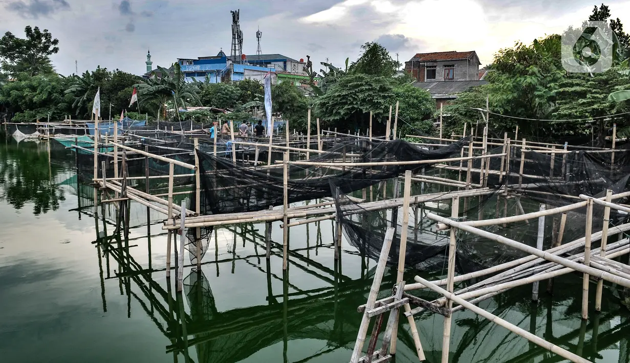 FOTO: Melawan Covid-19 dengan Budi Daya Lele di Situ Rawa Badung - Foto ...