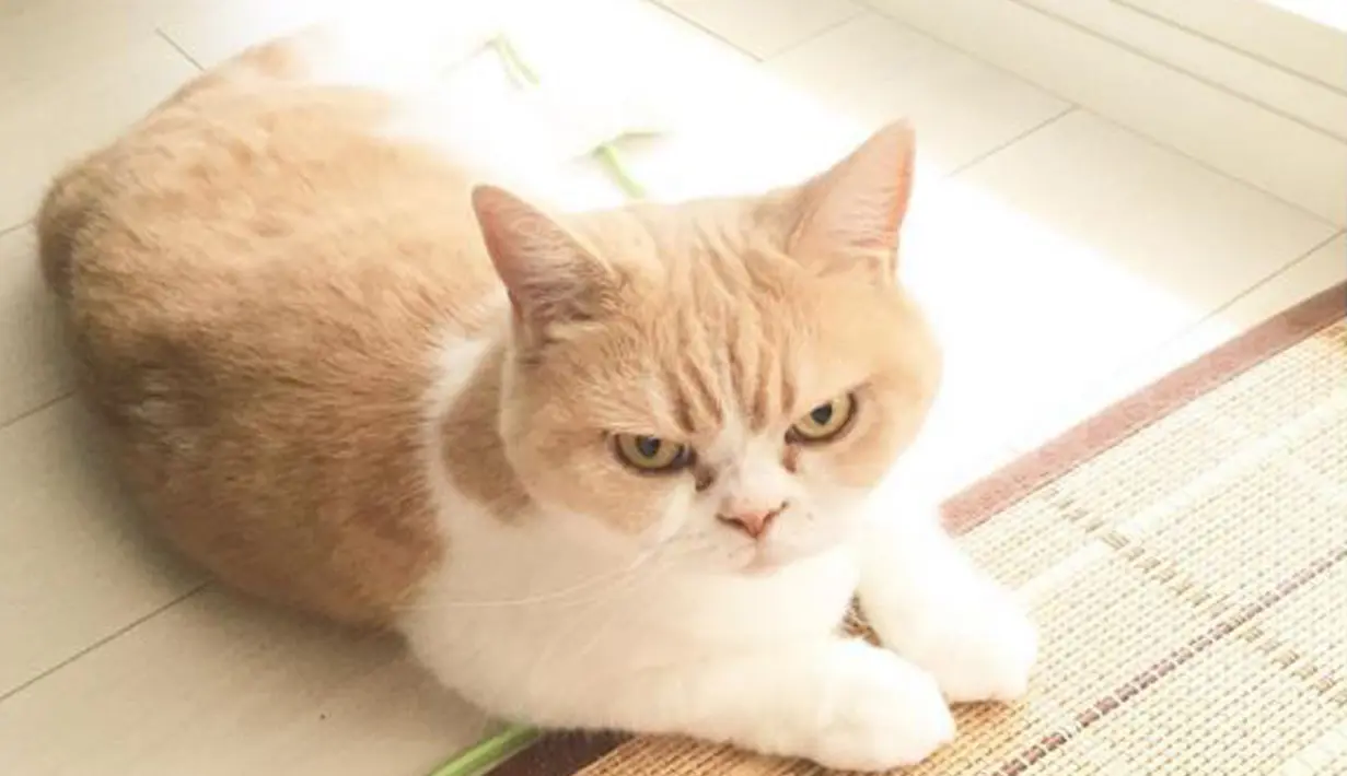 Koyuki, Si Kucing Bertampang Galak yang Bikin Netizen Gemas - Foto ...