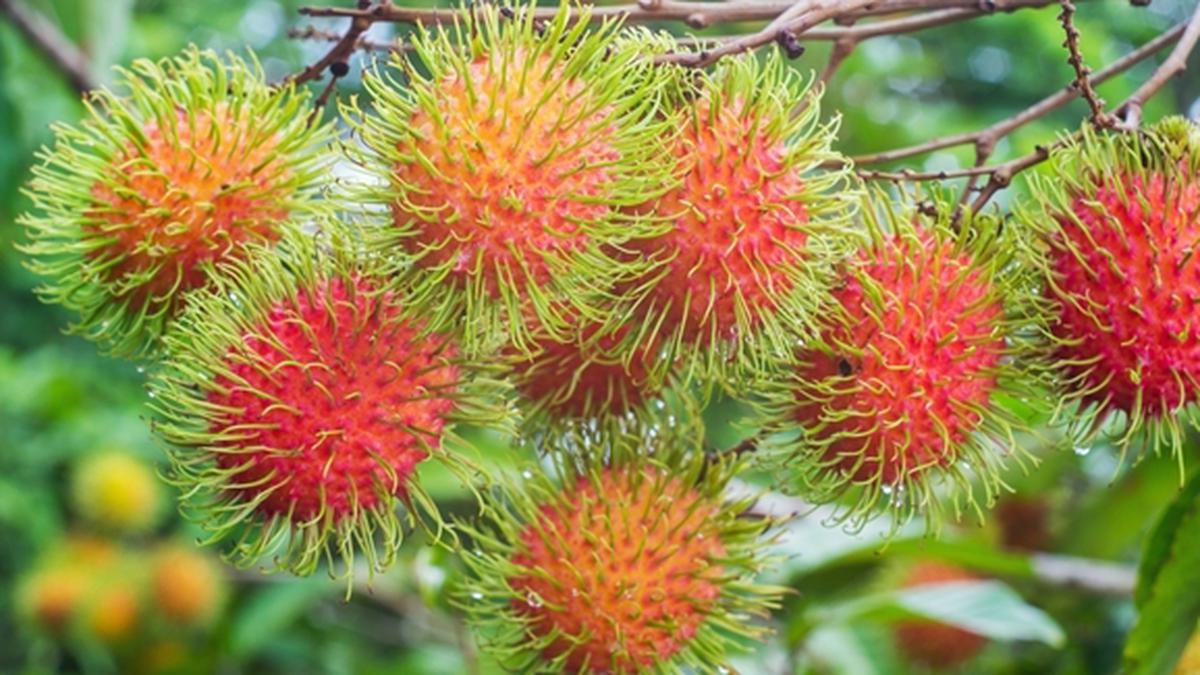 Makan Buah Rambutan Dan Dapatkan Manfaatnya