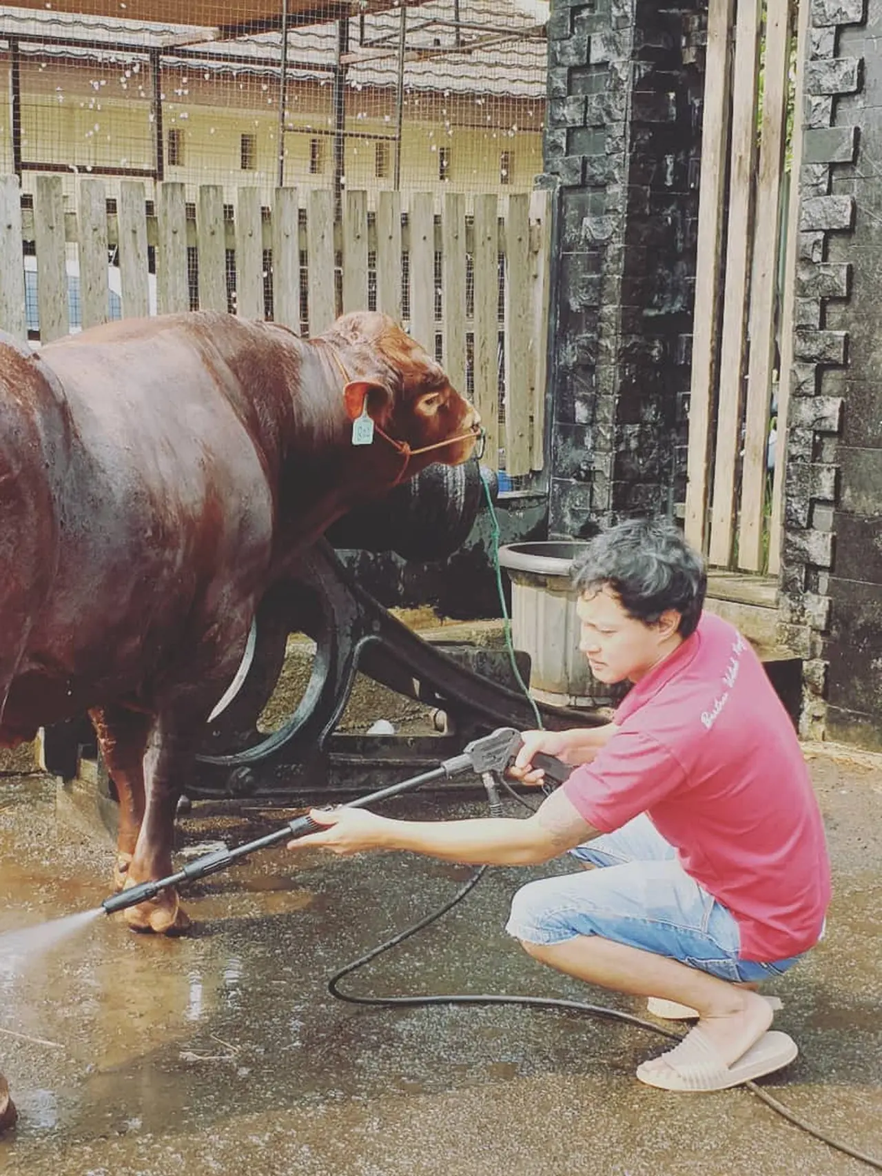 7 Potret Hardi Fadhillah Jadi Peternak Sapi Monster, Raup Untung Jelang ...