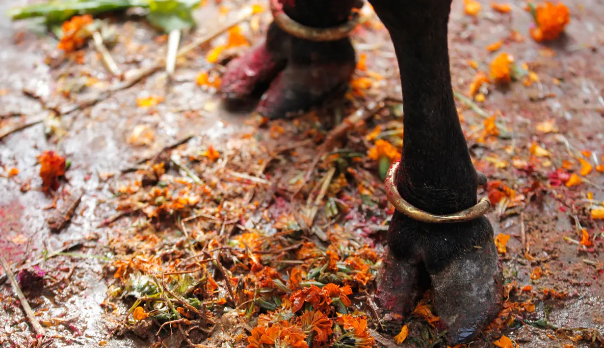 FOTO: Sapi Disembah dalam Festival di Nepal - Foto Liputan6.com