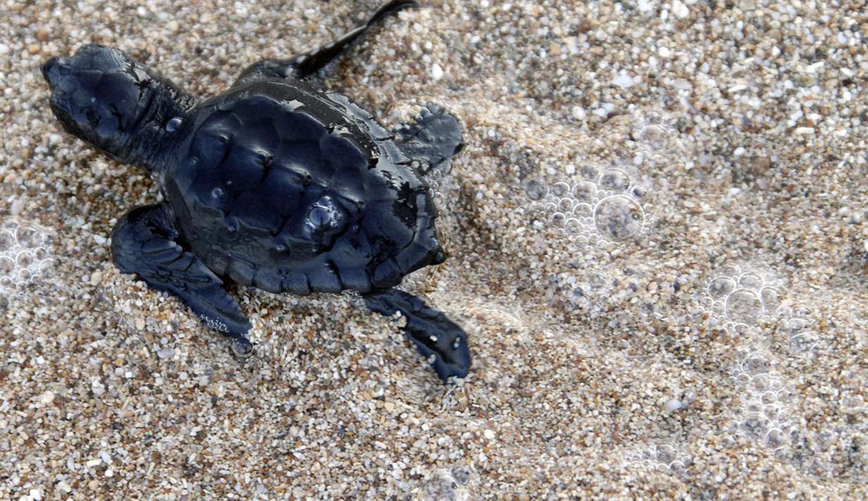 Bayi-Bayi Penyu di Lebanon Dikembalikan ke Habitat Aslinya - Foto ...