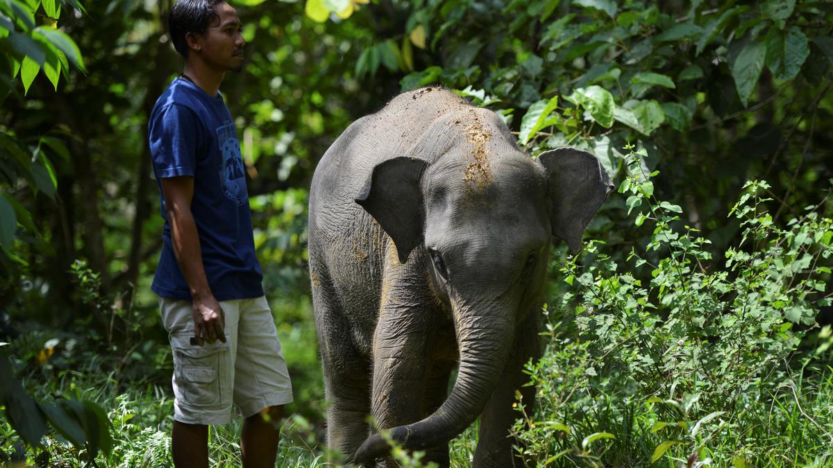 FOTO: Lucunya Bayi Gajah Sumatera Berusia 2 Tahun di Aceh - Foto Liputan6.com
