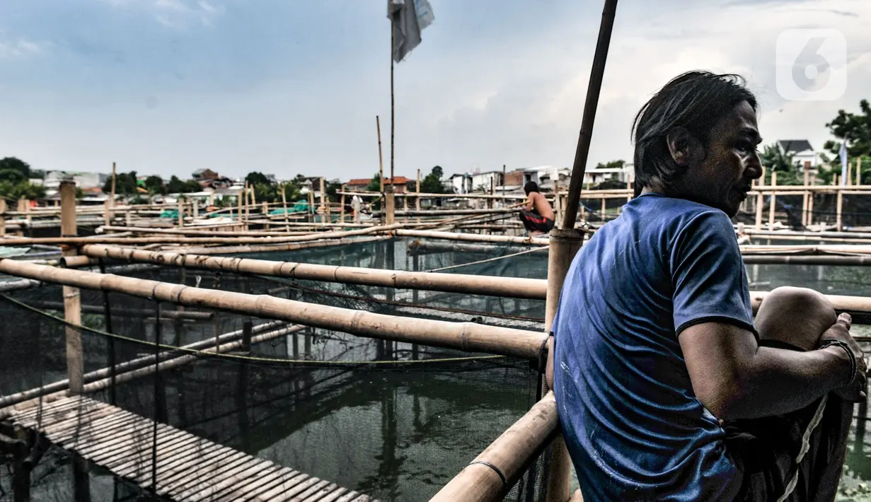 FOTO: Melawan Covid-19 dengan Budi Daya Lele di Situ Rawa Badung - Foto ...