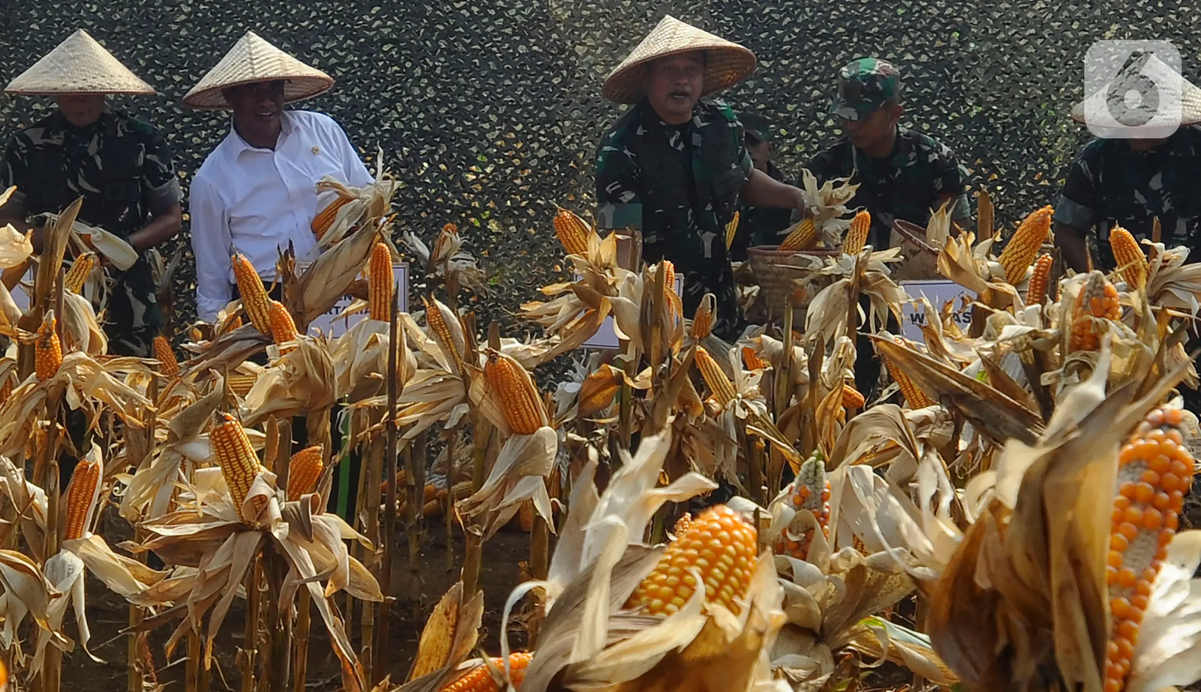 Kasad Maruli Simanjuntak dan Mentan Amran Sulaiman Panen Jagung di Food Estate Sukabumi - Foto ...
