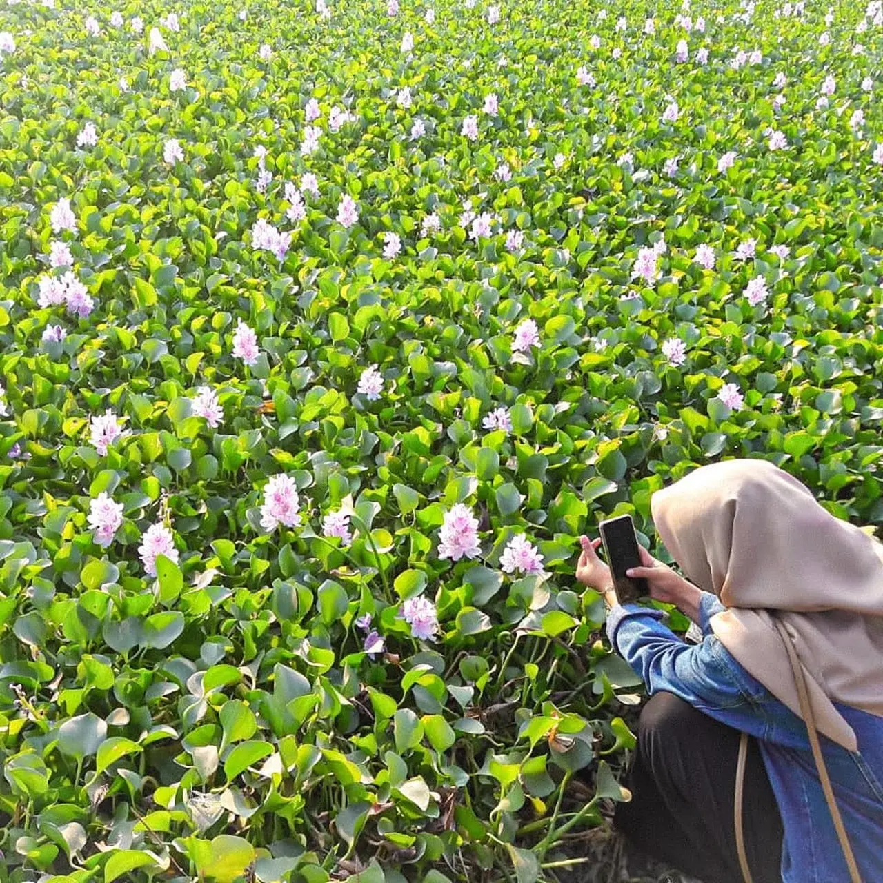 Danau Bunga Eceng Gondong Jadi Tempat Wisata Dadakan di Cirebon ...