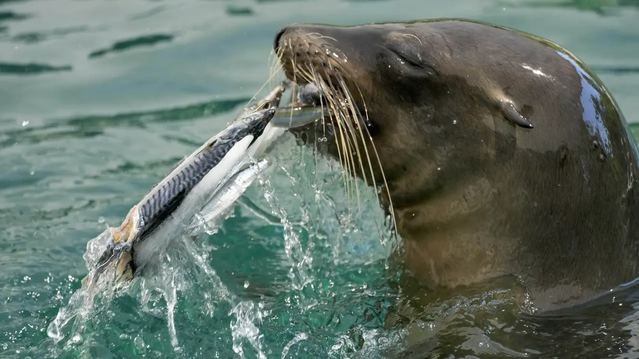 Dabbah Adalah Binatang Akhir Zaman, Ini 6 Ciri dan Tujuan Kemunculannya ...