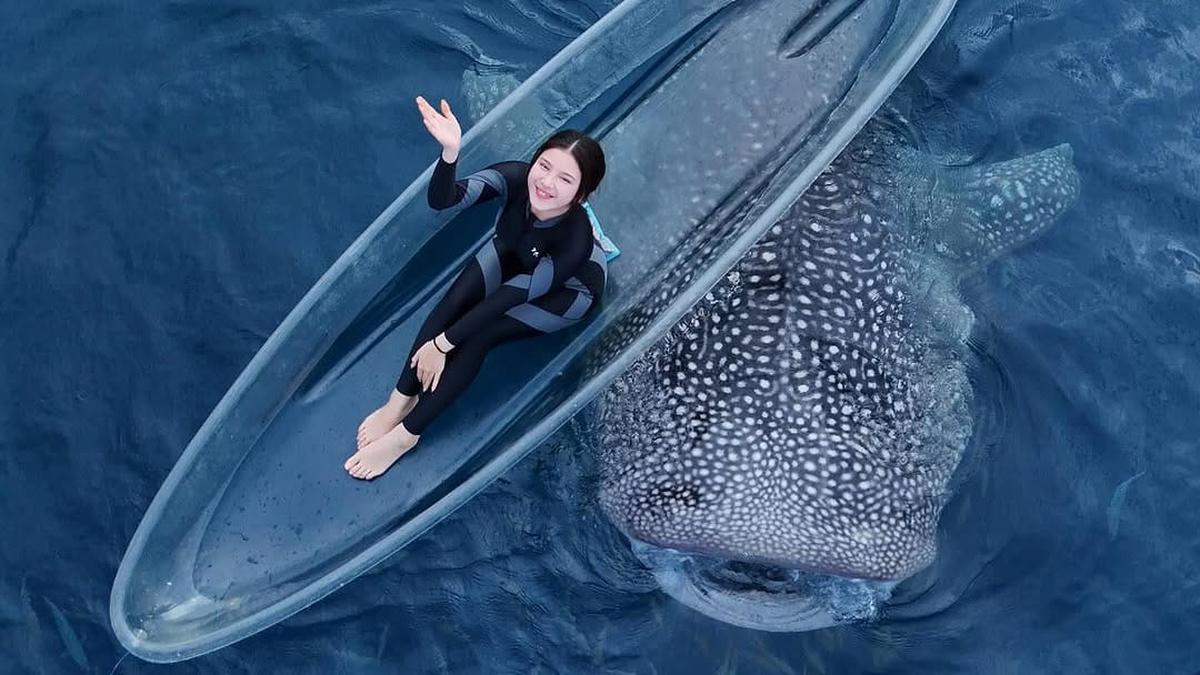 Mengenal Lebih Dekat Sherly dan Bima, Hiu Paus Jinak di Gorontalo ...