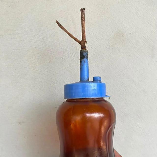 6 Potret Pengganti Tutup Botol Ini Nyeleneh Tapi Unik, Bikin Salah Fokus