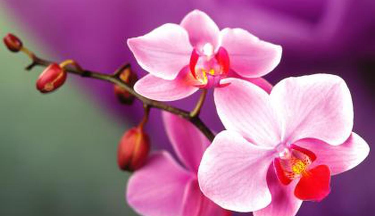 Ini Dia Bunga-Bunga Tercantik Di Dunia - Photo Fimela.com