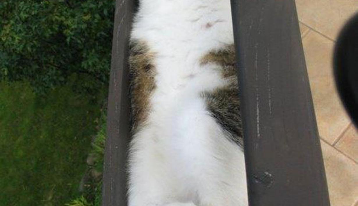 Foto Kucing Dalam Kardus Akan Membuat Anda Lebih Senang Hari Ini ...