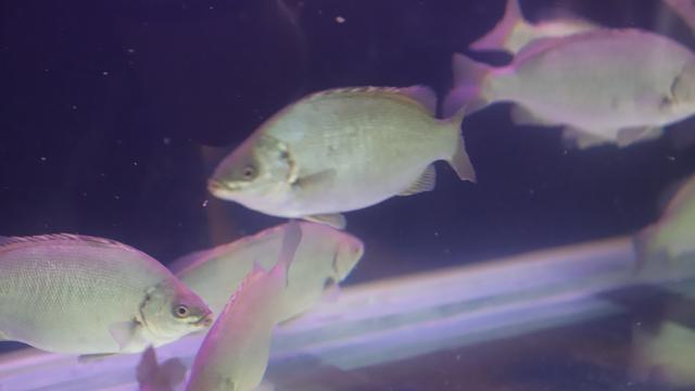 Mengenal Ikan Jade Perch, Kaya Omega 3 Pencegah Kolesterol dan Stroke