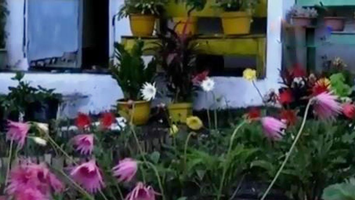 Musibah Jembatan Ambruk hingga Indahnya Kampung Bunga - News Liputan6.com