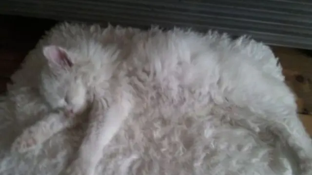 6 Potret Kucing Kamuflase di Karpet, Bikin Kucek Mata - Hot Liputan6.com