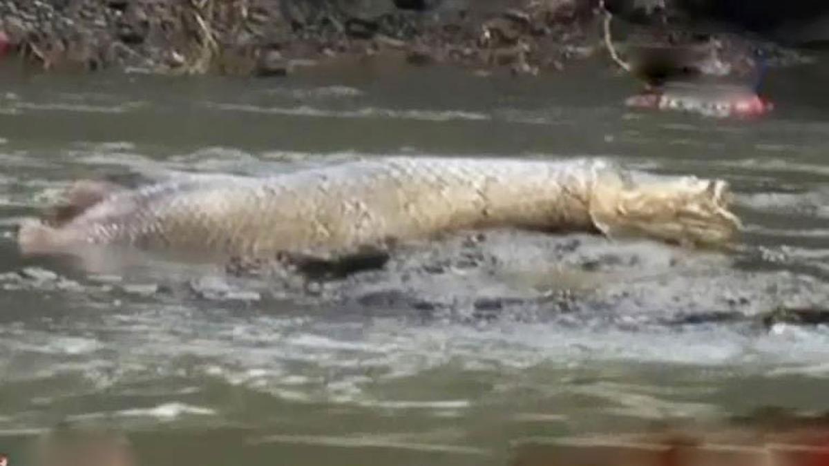 Video: Ikan Raksasa di Sungai Ciliwung Hebohkan Warga Bogor - TV ...