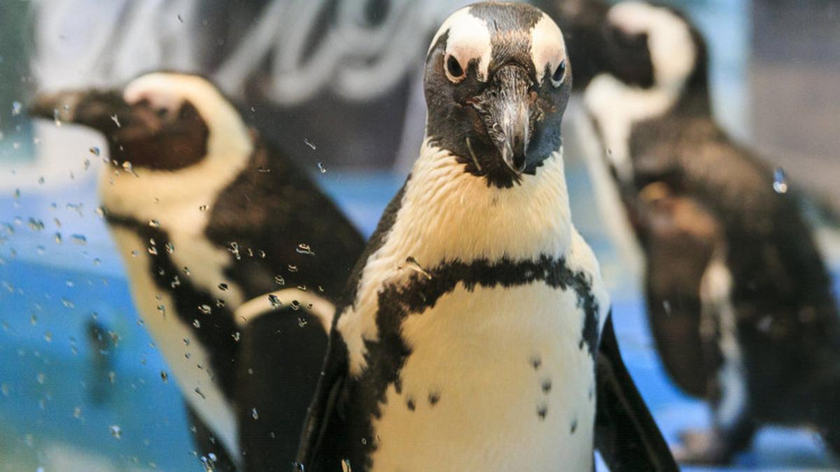 Seru, di Bar Ini Pengunjung Bisa Berinteraksi dengan Penguin ...