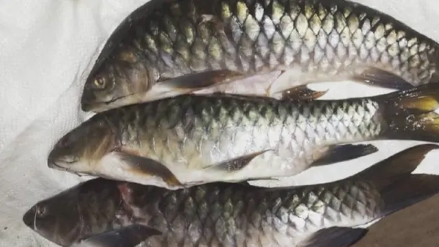 Menyantap Kelezatan Gulai Ikan Semah, Kuliner Khas Kerinci - Regional ...