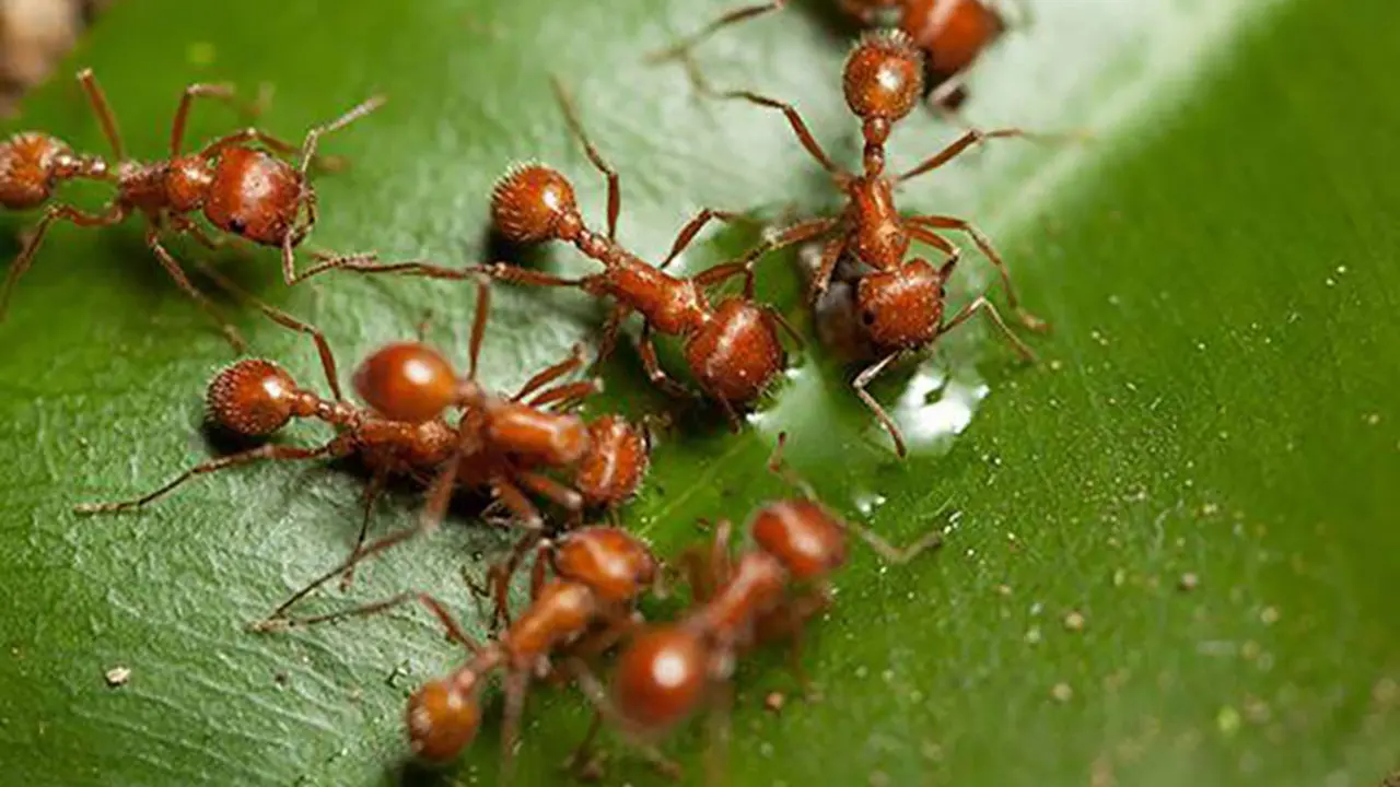 7 Fakta Menarik Semut Ini Pasti Buatmu Bengong - Citizen6 Liputan6.com