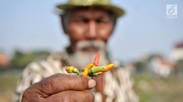 7 Cara Menanam Cabai Rawit yang Mudah, Hasil Melimpah - Hot Liputan6.com