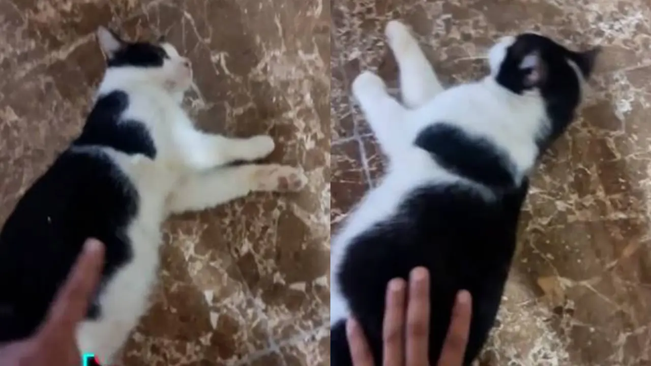 Viral Video Kucing Petani, Langsung Paham Saat Diberi Arahan Ini Pintar ...