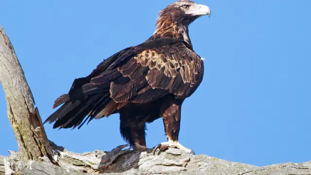 9 Elang Berukuran Besar yang Ada di Dunia - Citizen6 Liputan6.com