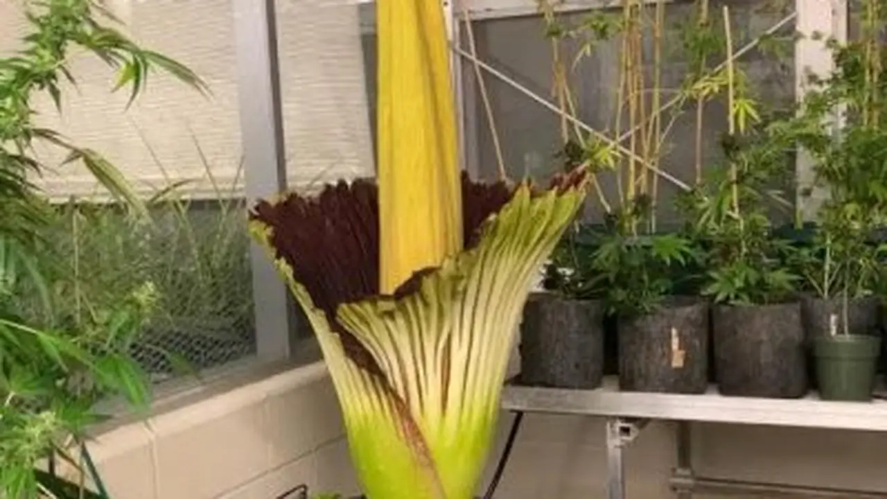 Bunga Bangkai Ini Mekar di Amerika Setelah 10 Tahun, Bau Busuknya Jadi ...