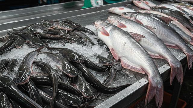 TOP 3: Cara Membuat Kebun Ayam Sendiri hingga Perbandingan Ternak Ikan ...