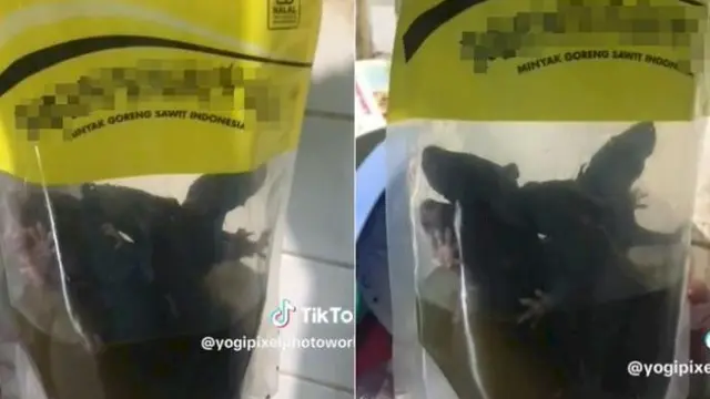 6 Momen Apes Temukan Tikus di Makanan Ini Bikin Mual, Jadi Hilang Nafsu ...