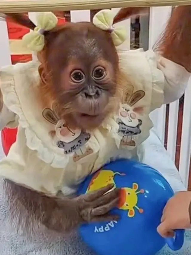 Bayi Simpanse di Kebun Binatang Ini Dikenakan Baju Bak Anak, Tuai ...