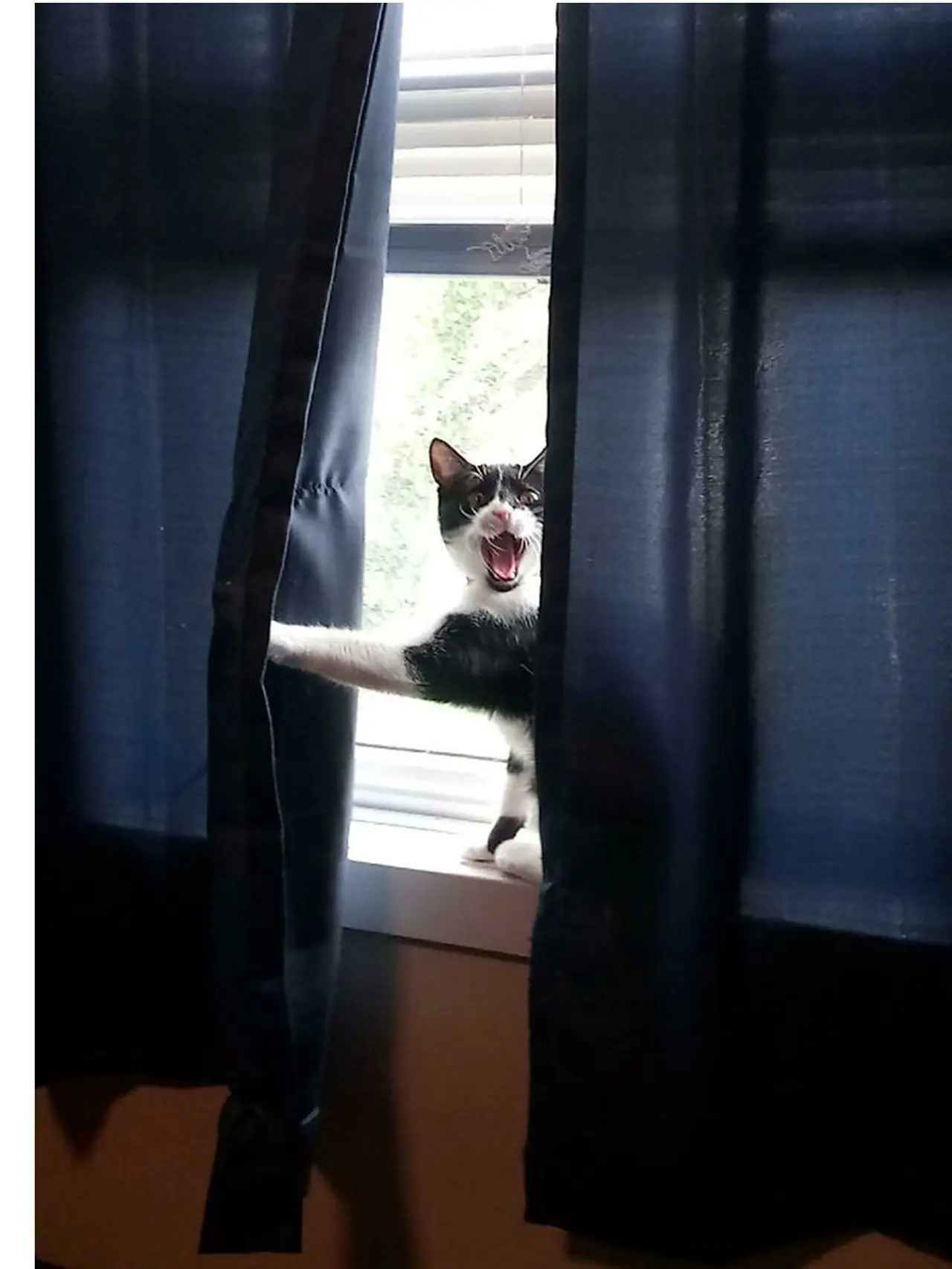 7 Potret Reaksi Lucu Kucing saat Marah, Pamer Taring - Hot Liputan6.com