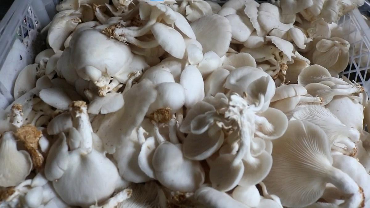BERANI BERUBAH: Rezeki Nomplok dari Jamur Tiram - Bisnis Liputan6.com