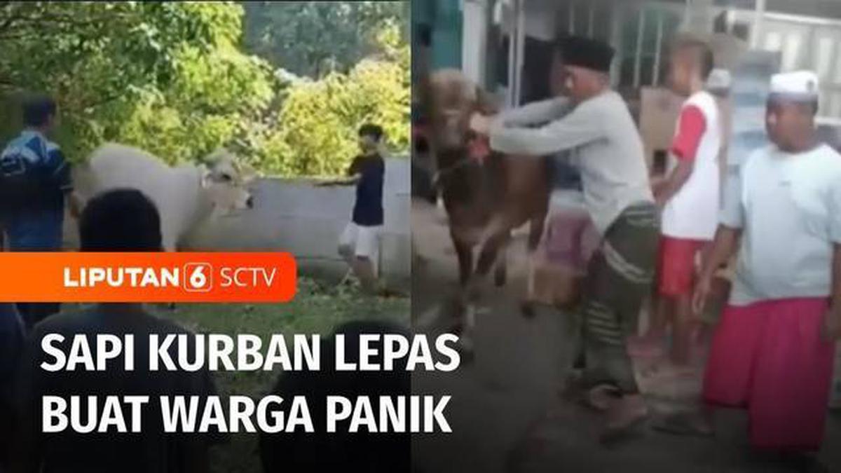 VIDEO: Sapi Kurban Lepas, Ada yang Tercebur ke Kali Ada Pula yang Masuk ...