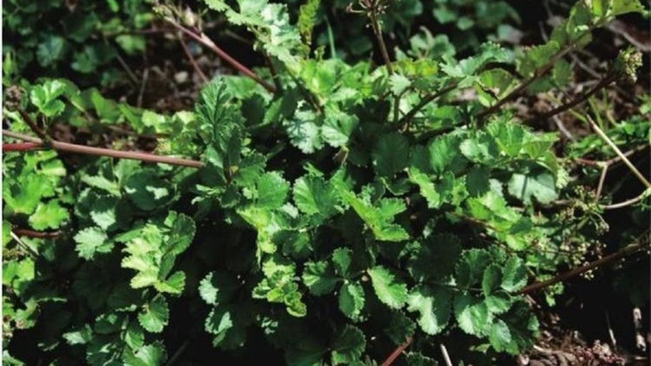 5 Manfaat Tanaman Purwoceng, Tanaman Obat Khas Dieng dengan Kandungan ...