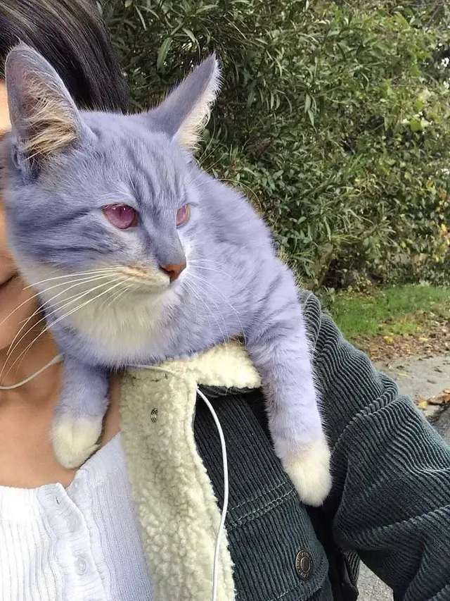 6 Potret Kucing dengan Warna Bulu Nyeleneh, Lucu Tapi Bikin Kasihan ...