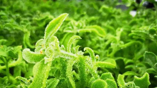 7 Manfaat Ice Lettuce untuk Kesehatan, Sayuran dengan Kristal yang ...
