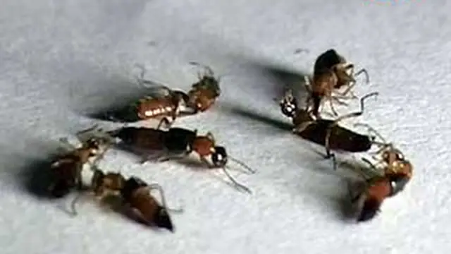 Obat Nyamuk Semprot Bisa Basmi Tomcat - Health Liputan6.com