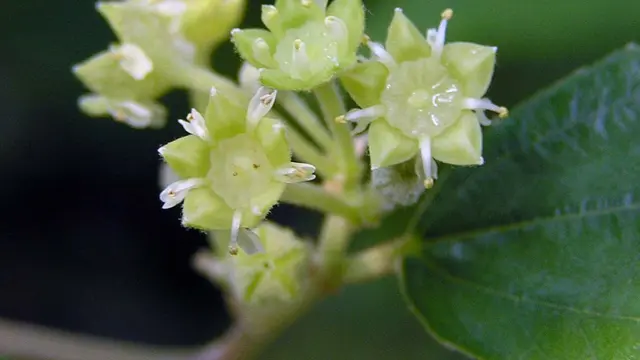 Bunga Bidara dan Sejuta Manfaatnya, Baik untuk Lingkungan dan ...