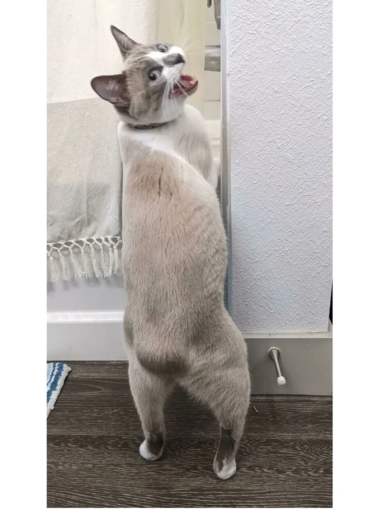 7 Potret Reaksi Lucu Kucing saat Marah, Pamer Taring - Hot Liputan6.com