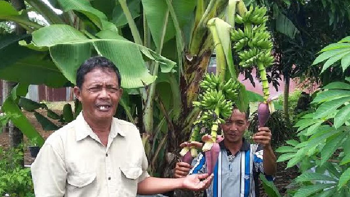 Plang Bahaya 'Setan' Lindungi Pisang Aneh di Sumsel - Regional Liputan6.com