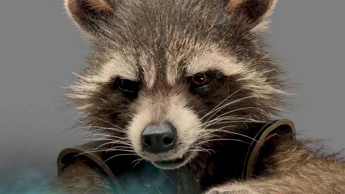 Rakun di Guardians Of The Galaxy Diajak Gabung The Muppets - ShowBiz ...